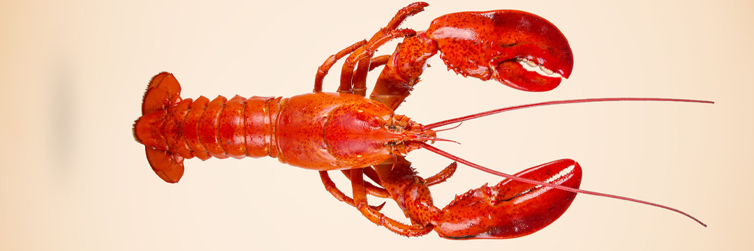 Baby homard grillé et chapelure herbes et citron